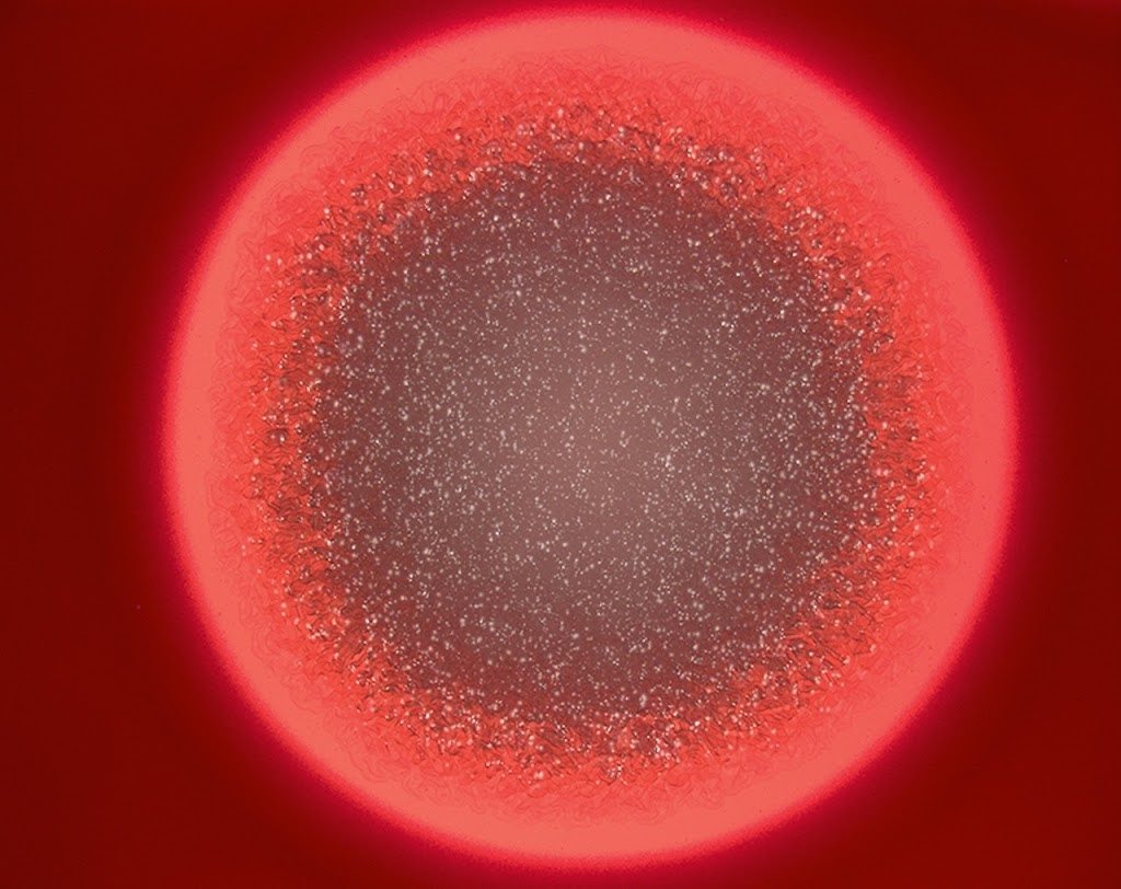 Bacillus clausii: Die Welt der probiotischen Unterstützung